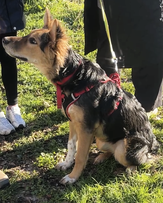 THC Taster - Adolescent Dog Training - Telegraph Hill Festival